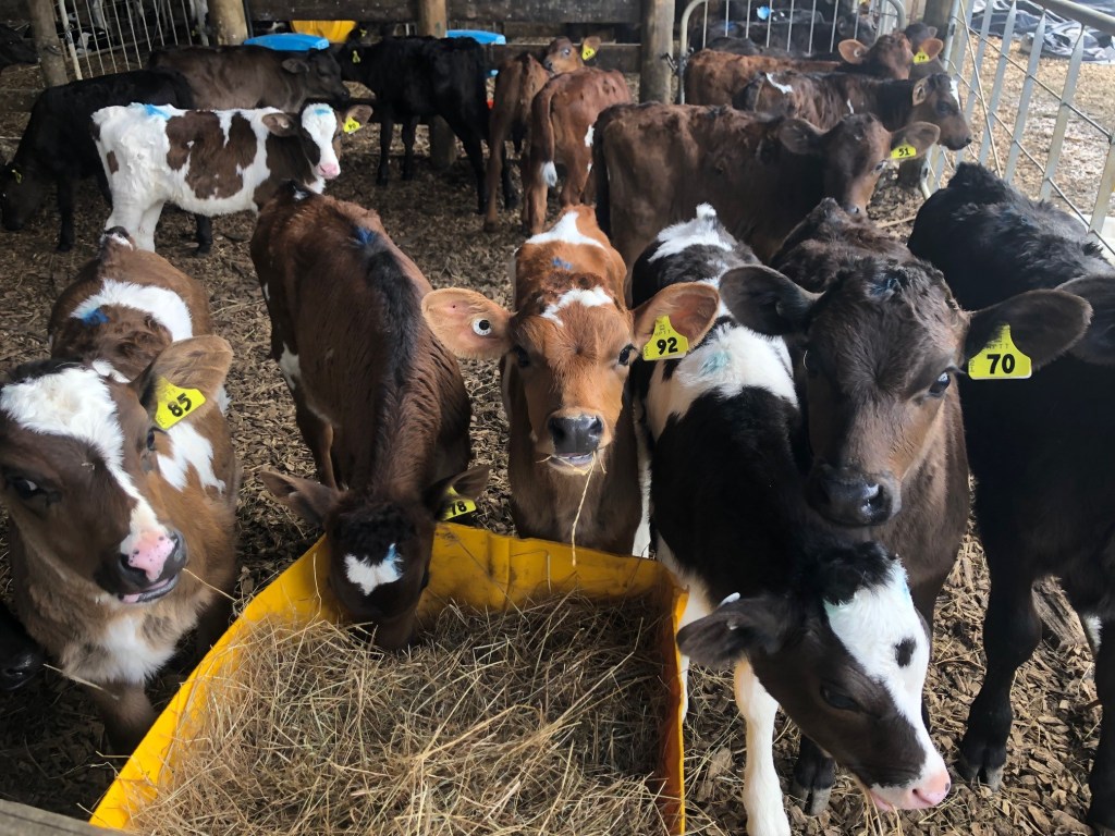 Purposeful Lives for Calves - Owl Farm