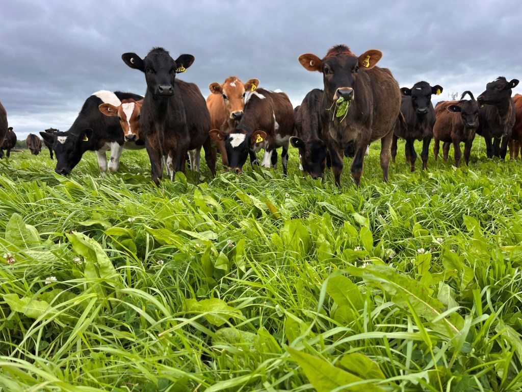 Farm Focus Day 16 November 2023 - What cows and calves need to thrive ...