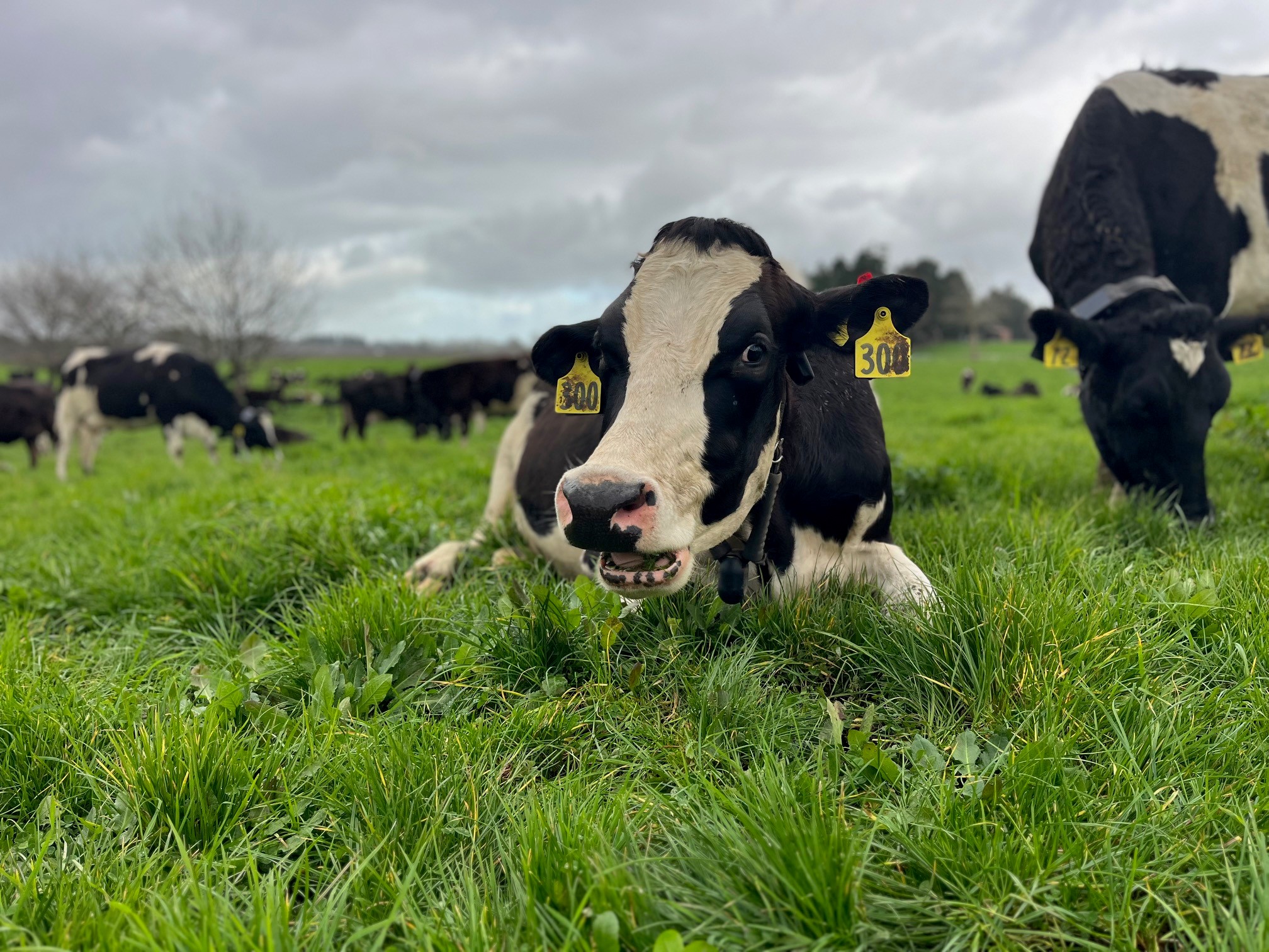 Farm Focus Day 12 September 2024 - Responding to data - Owl Farm